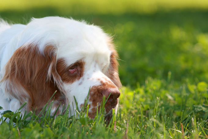 Clumber Spaniel Dog Breed Information, Pictures, Characteristics ...