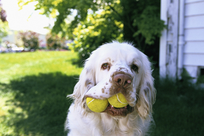 Clumber Spaniel Dog Breed Information, Pictures, Characteristics ...