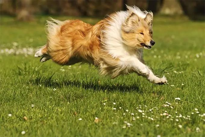 Collie Dog Breed Information, Pictures, Characteristics & Facts – DogTime