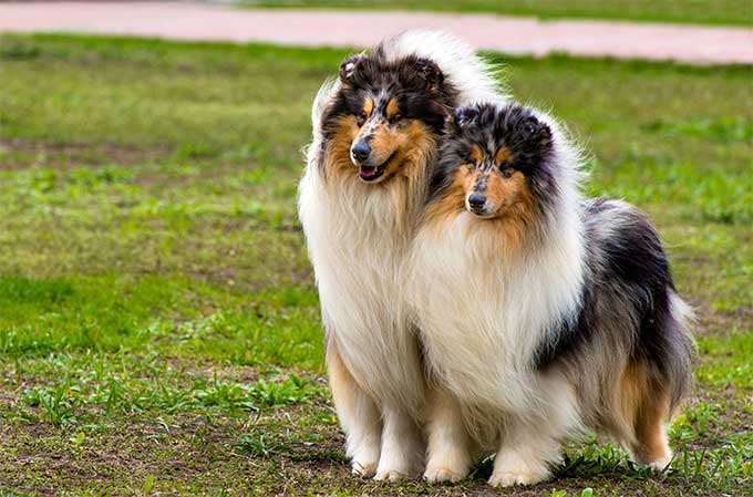 Collie Dog Breed Information, Pictures, Characteristics & Facts – DogTime