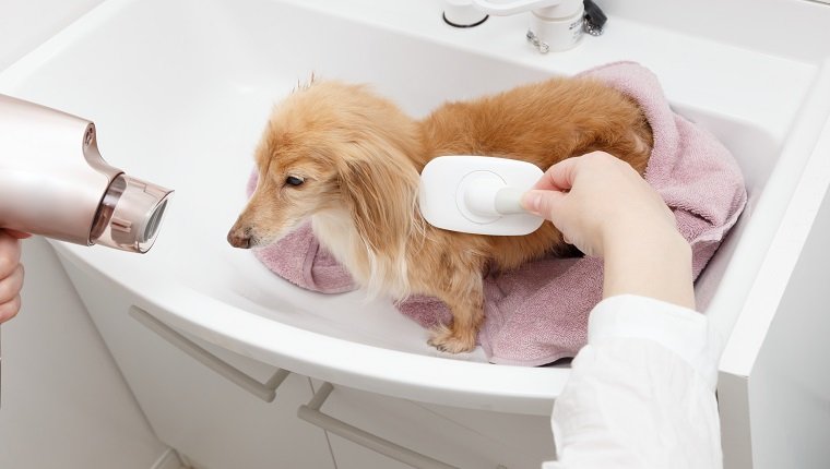 10 Common Dog Grooming Mistakes And How To Avoid Them - DogTime