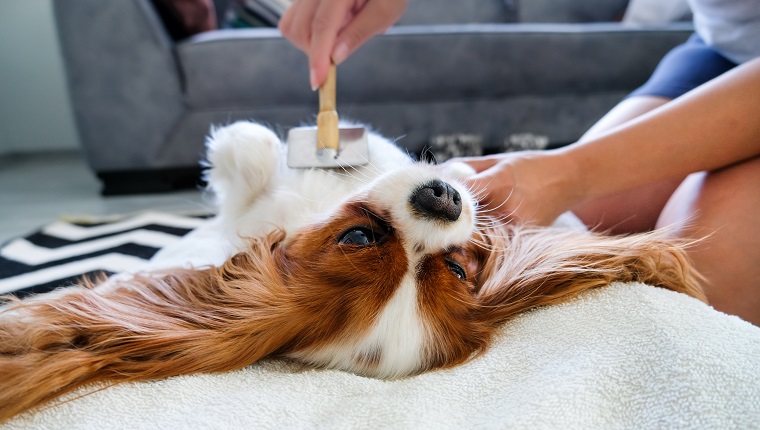 10 Common Dog Grooming Mistakes And How To Avoid Them - DogTime