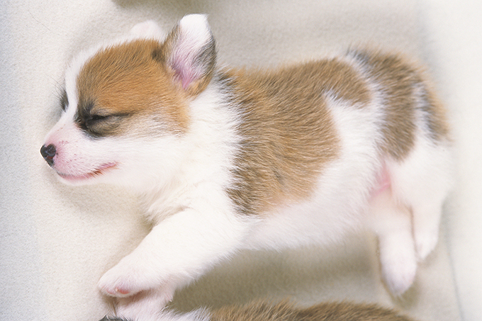 Corgi Puppies: Cute Pictures And Facts - DogTime