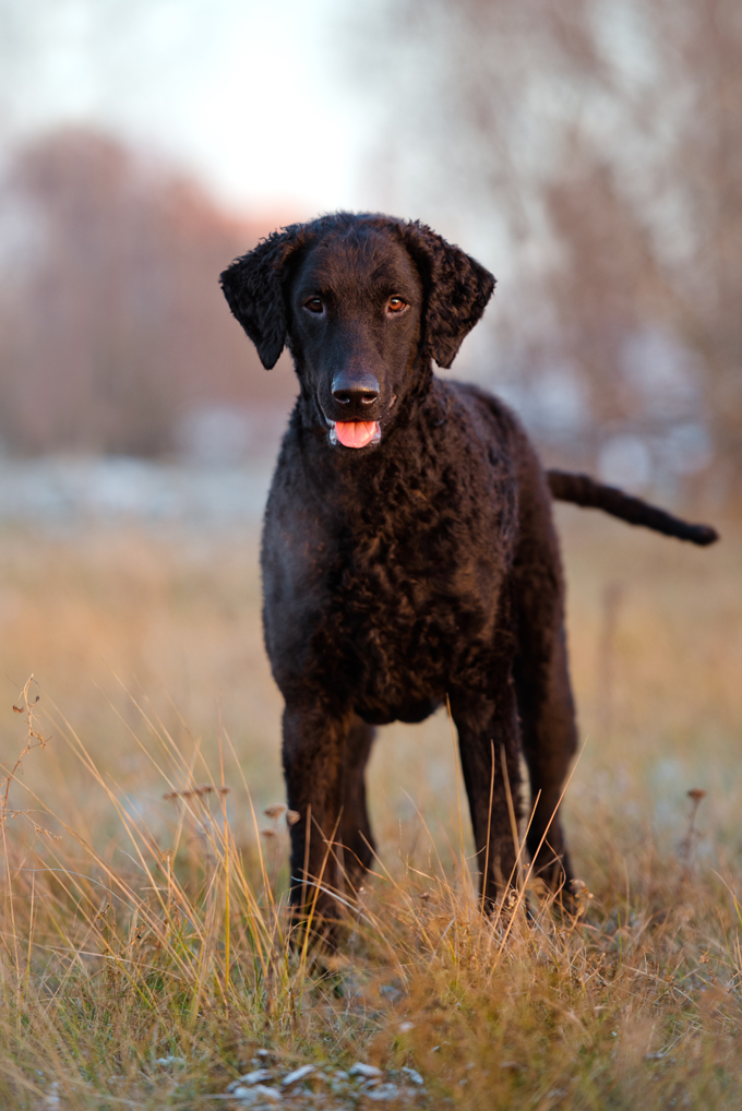 Curly-Coated Retriever Dog Breed Information, Pictures, Characteristics ...