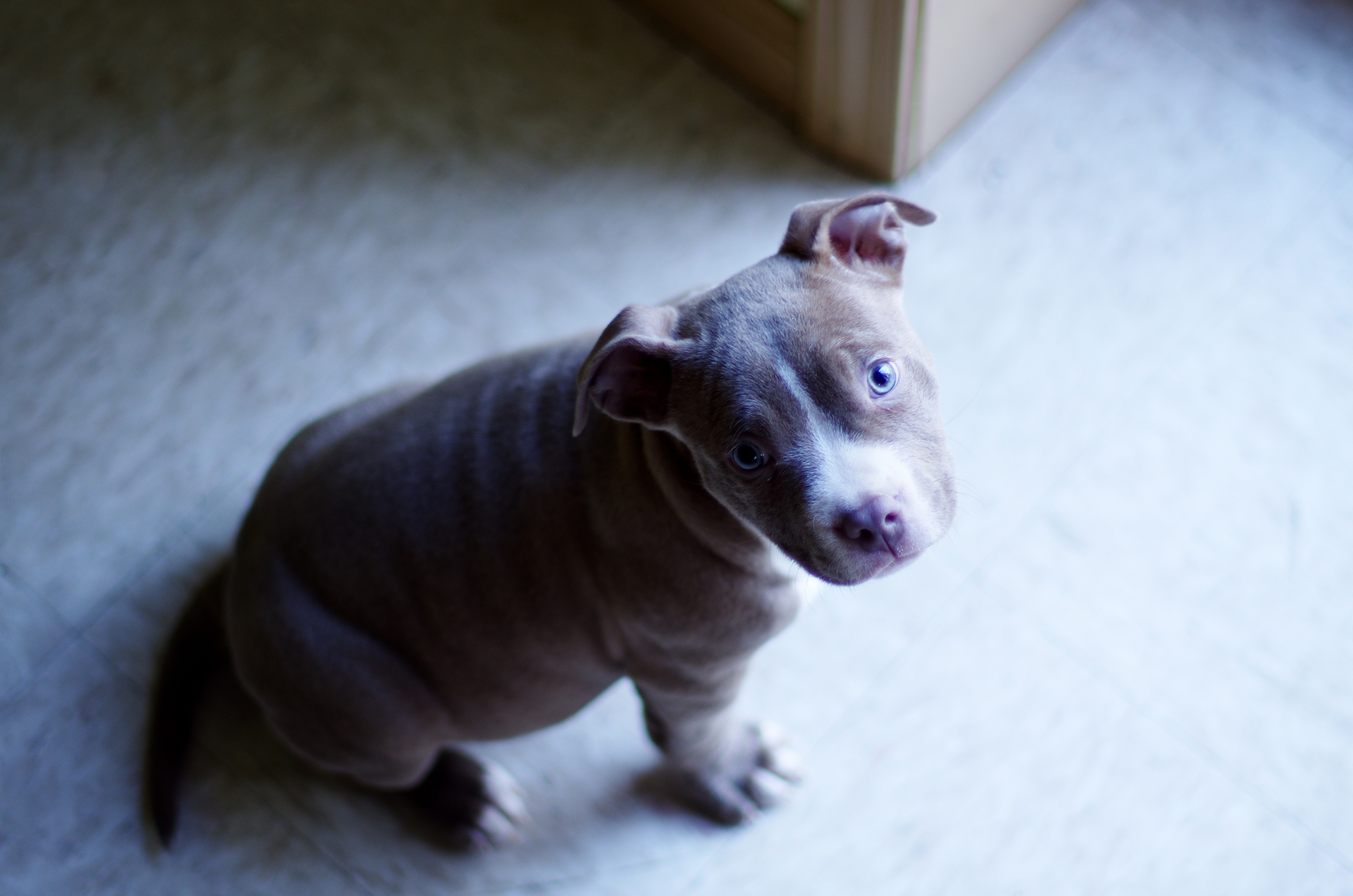Pit Bull Puppies: Cute Pictures And Facts - DogTime