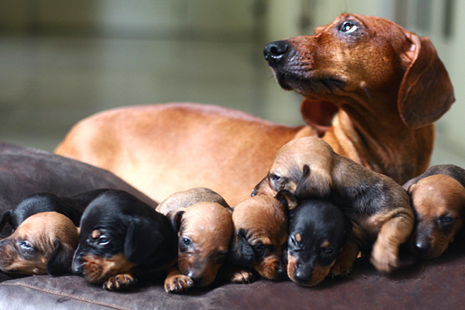 Dachshund Dog Breed Information, Pictures, Characteristics & Facts ...