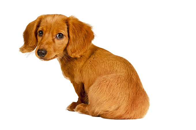 Dachshund Puppies: Cute Pictures And Facts - DogTime