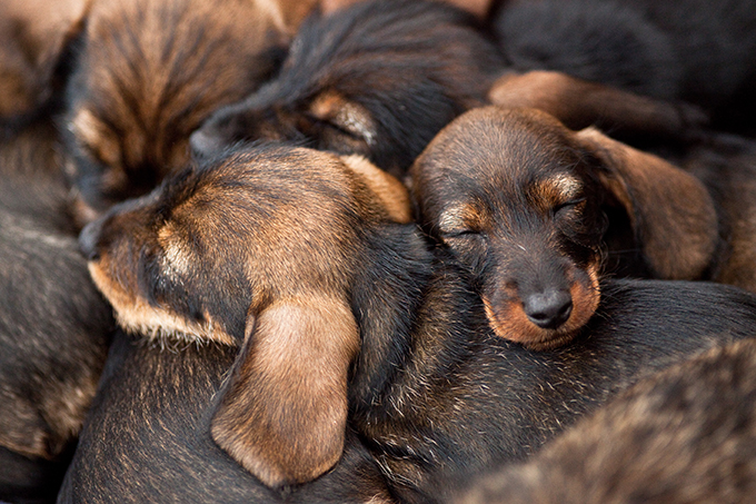 Dachshund Puppies: Cute Pictures And Facts - DogTime