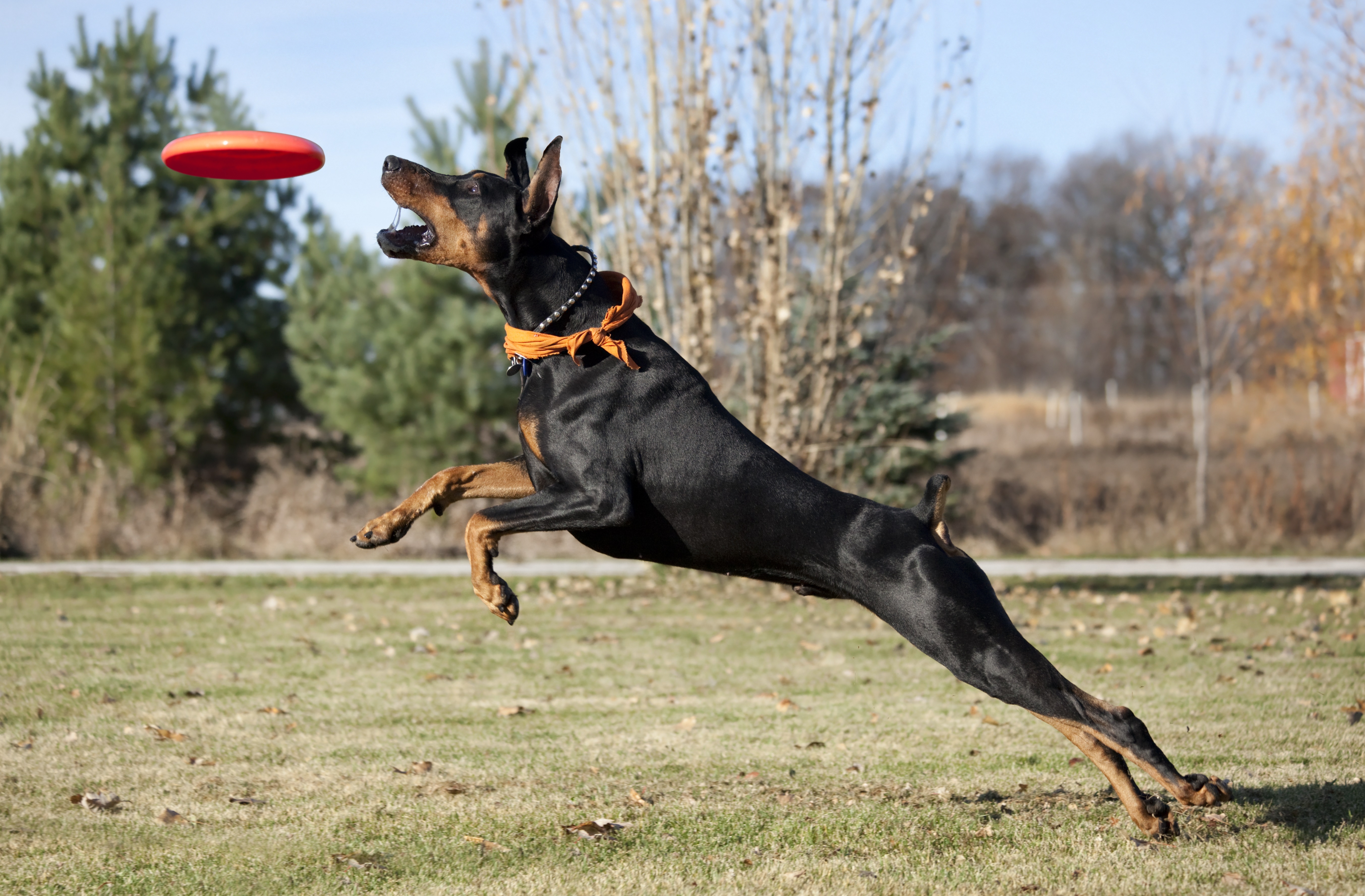 Doberman Pinscher Dog Breed Information, Pictures, Characteristics ...