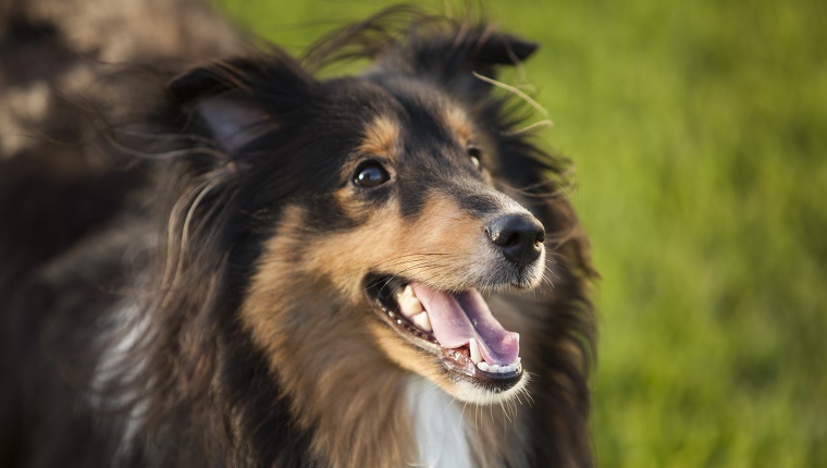 Which Dog Breeds & Types Have The Worst Teeth? - DogTime