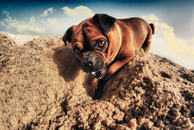 The Dirt On Dogs Who Dig - DogTime