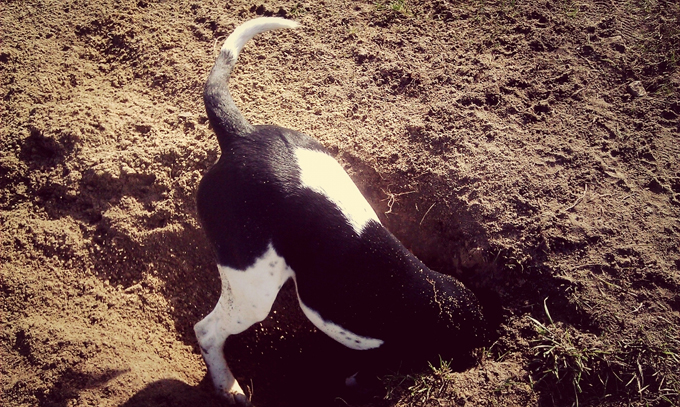 The Dirt On Dogs Who Dig - DogTime