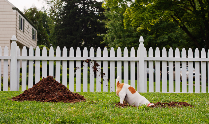 The Dirt On Dogs Who Dig - DogTime