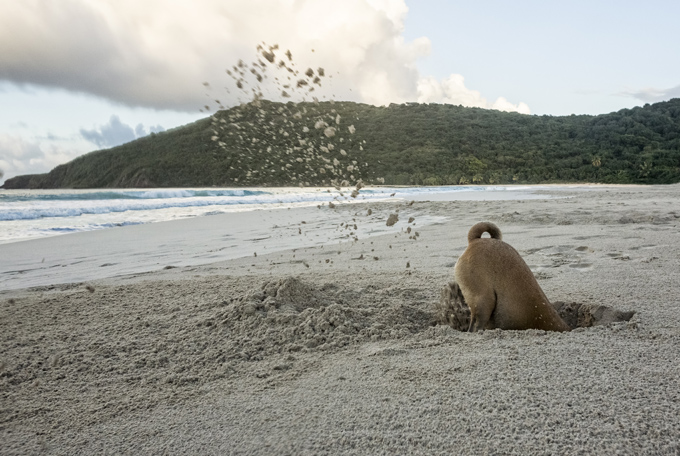 The Dirt On Dogs Who Dig - DogTime