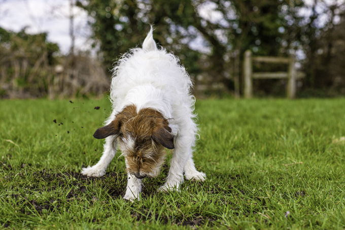 The Dirt On Dogs Who Dig - DogTime