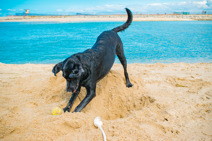 The Dirt On Dogs Who Dig - DogTime