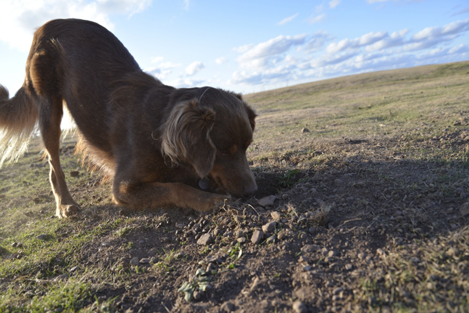 The Dirt On Dogs Who Dig - DogTime