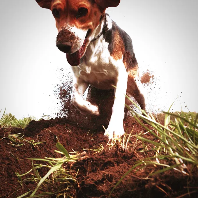 The Dirt On Dogs Who Dig - DogTime