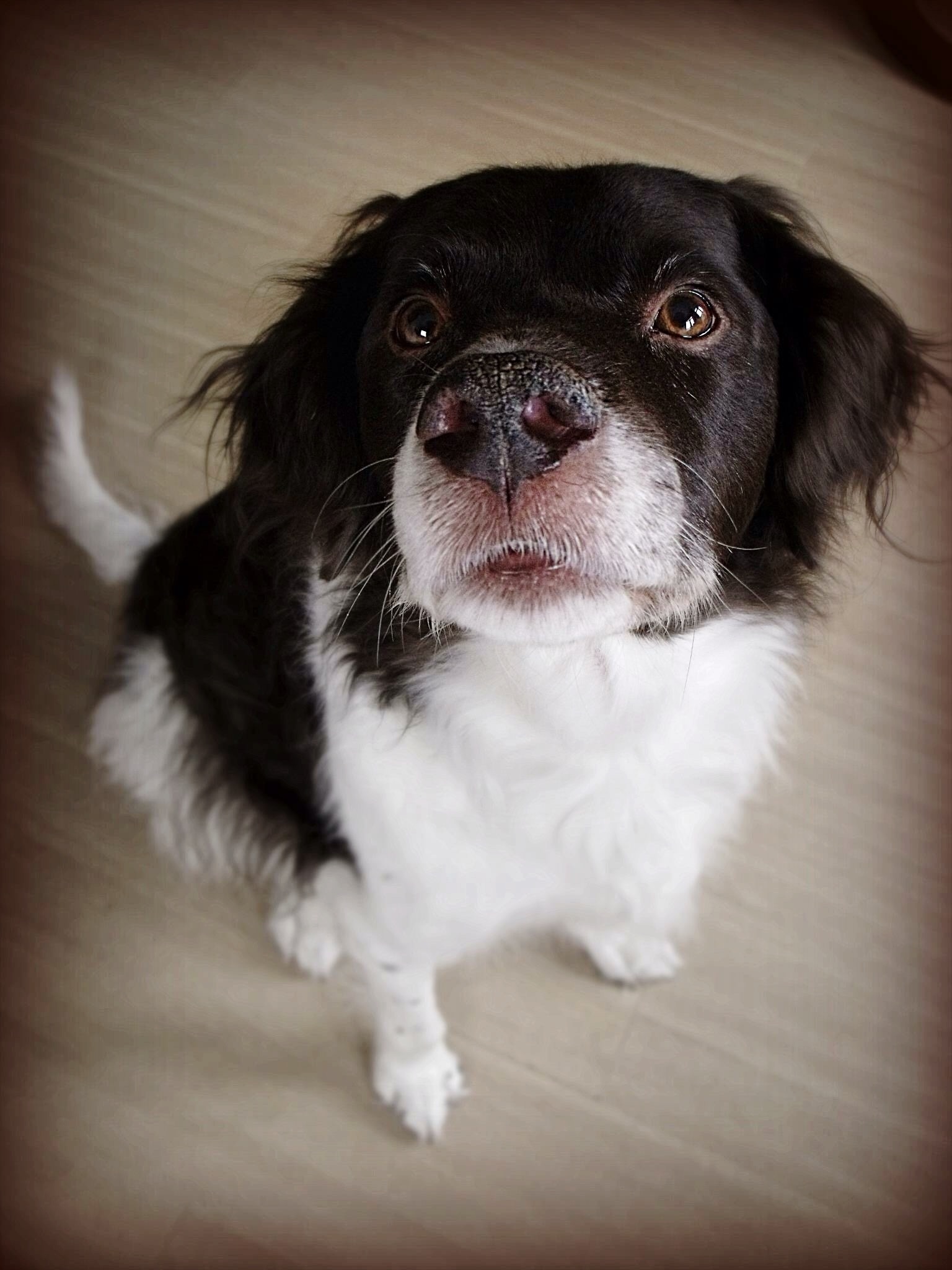 Drentsche Patrijshond Dog Breed Pictures, Characteristics, & Facts