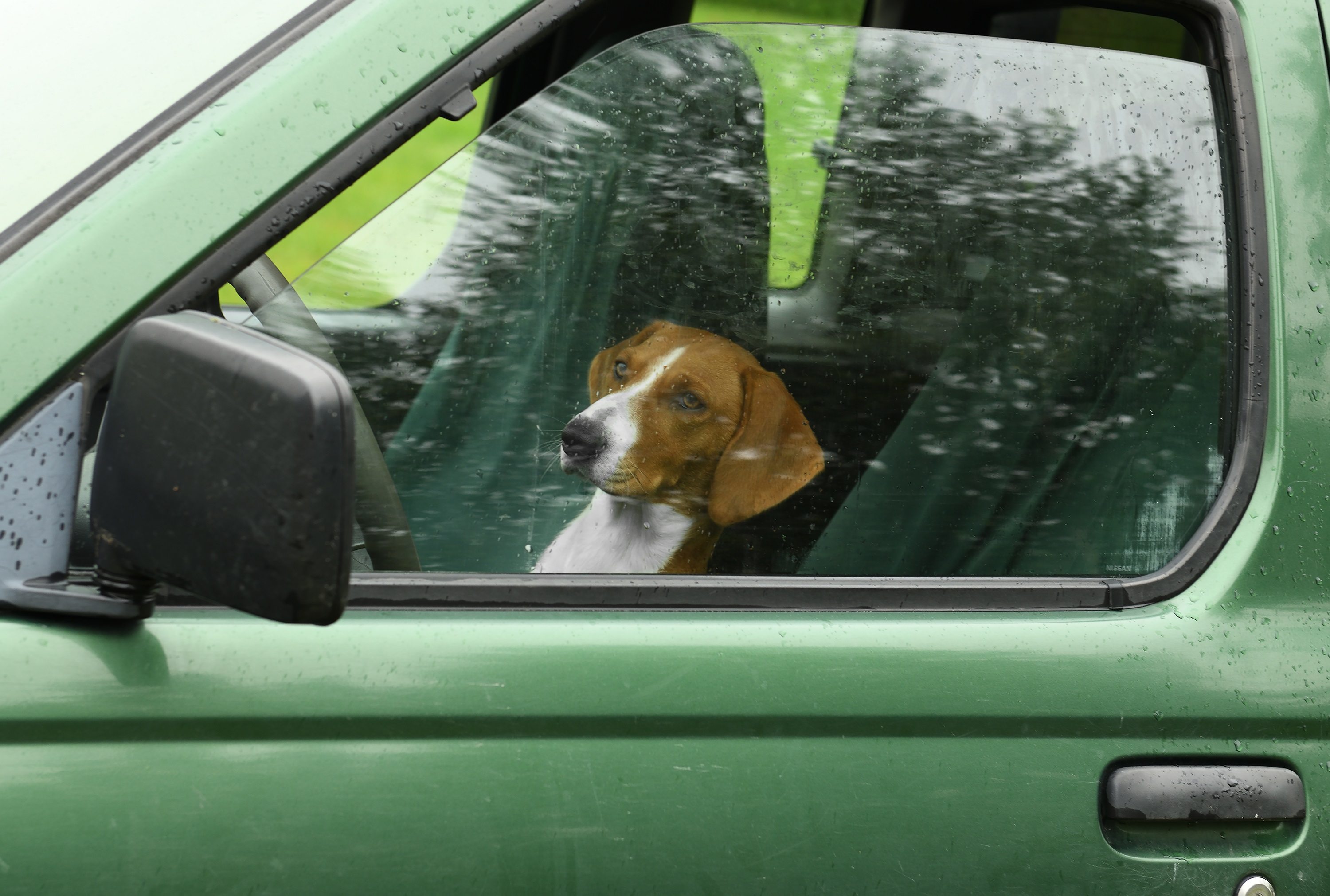 Drever Dog Breed Pictures, Characteristics, & Facts