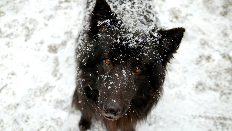 Dutch Shepherd Dog Breed Information & Pictures – Dogtime