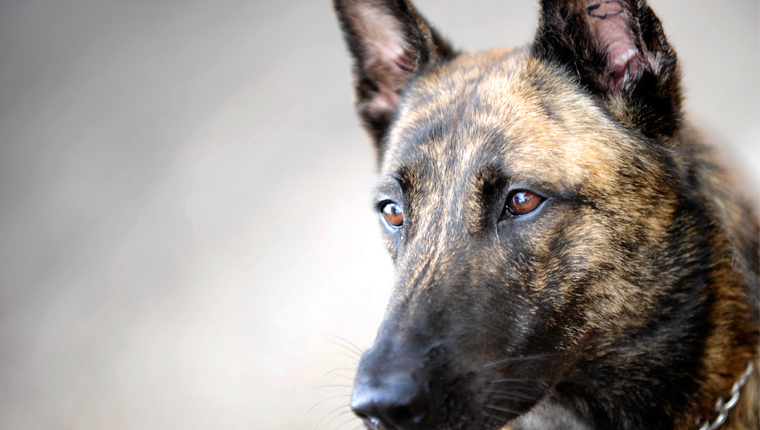 Dutch Shepherd Dog Breed Information & Pictures – Dogtime