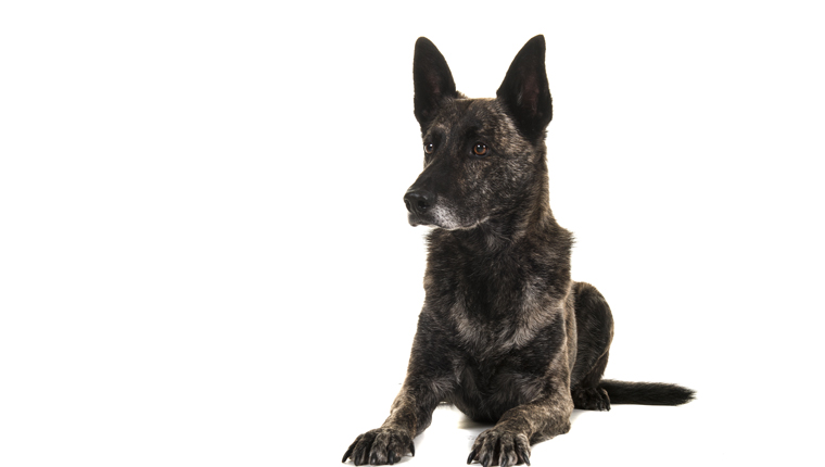 Dutch Shepherd Dog Breed Information & Pictures – Dogtime