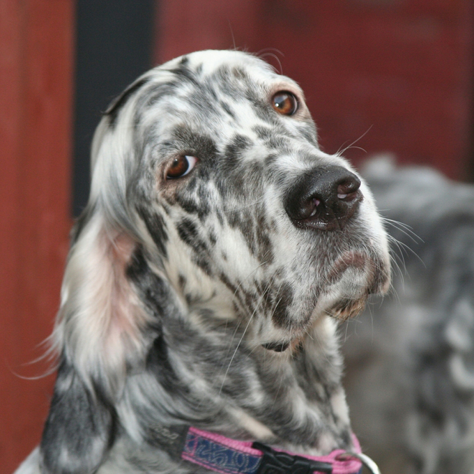English Setter Dog Breed Information, Pictures, Characteristics & Facts ...