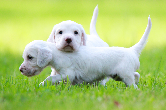 English Setter Dog Breed Information, Pictures, Characteristics & Facts ...