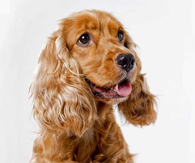 English Springer Spaniel Dog Breed Information, Pictures ...