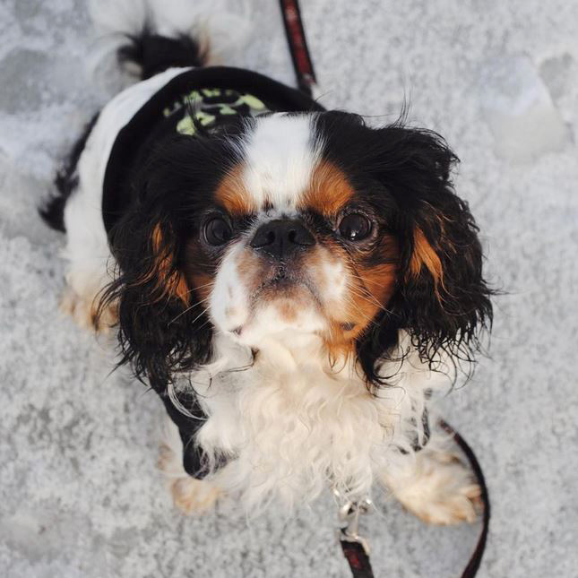 English Toy Spaniel Dog Breed Information, Pictures, Characteristics ...
