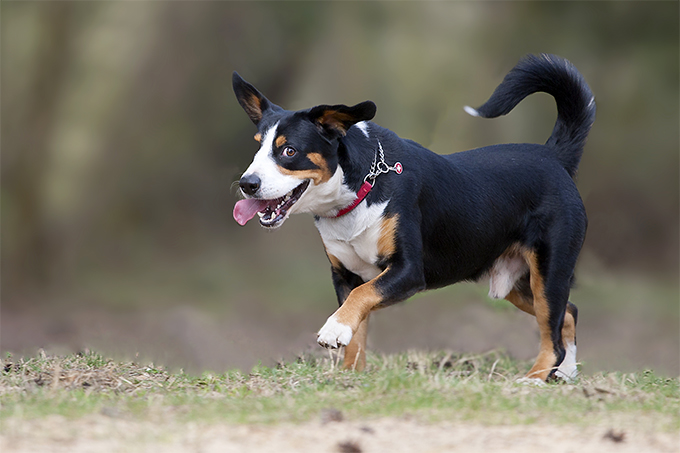 Entlebucher Mountain Dog Breed Information, Pictures, Characteristics ...
