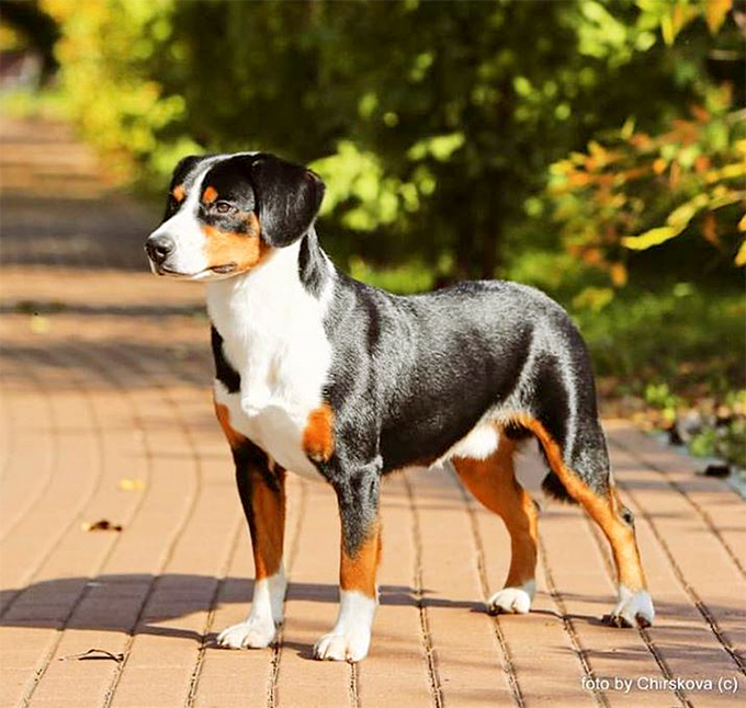 Entlebucher Sennenhund