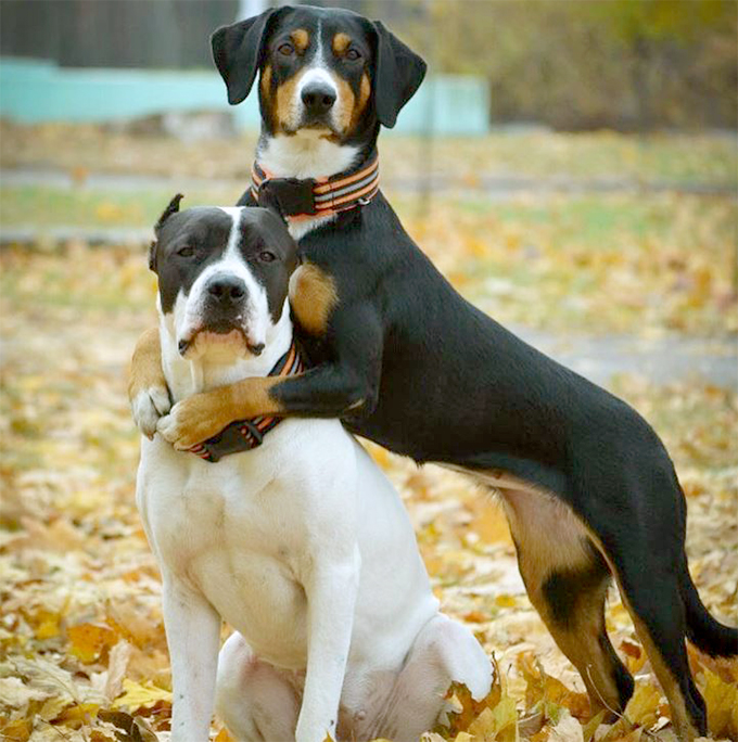 Entlebucher Mountain Dog Breed Information, Pictures, Characteristics ...