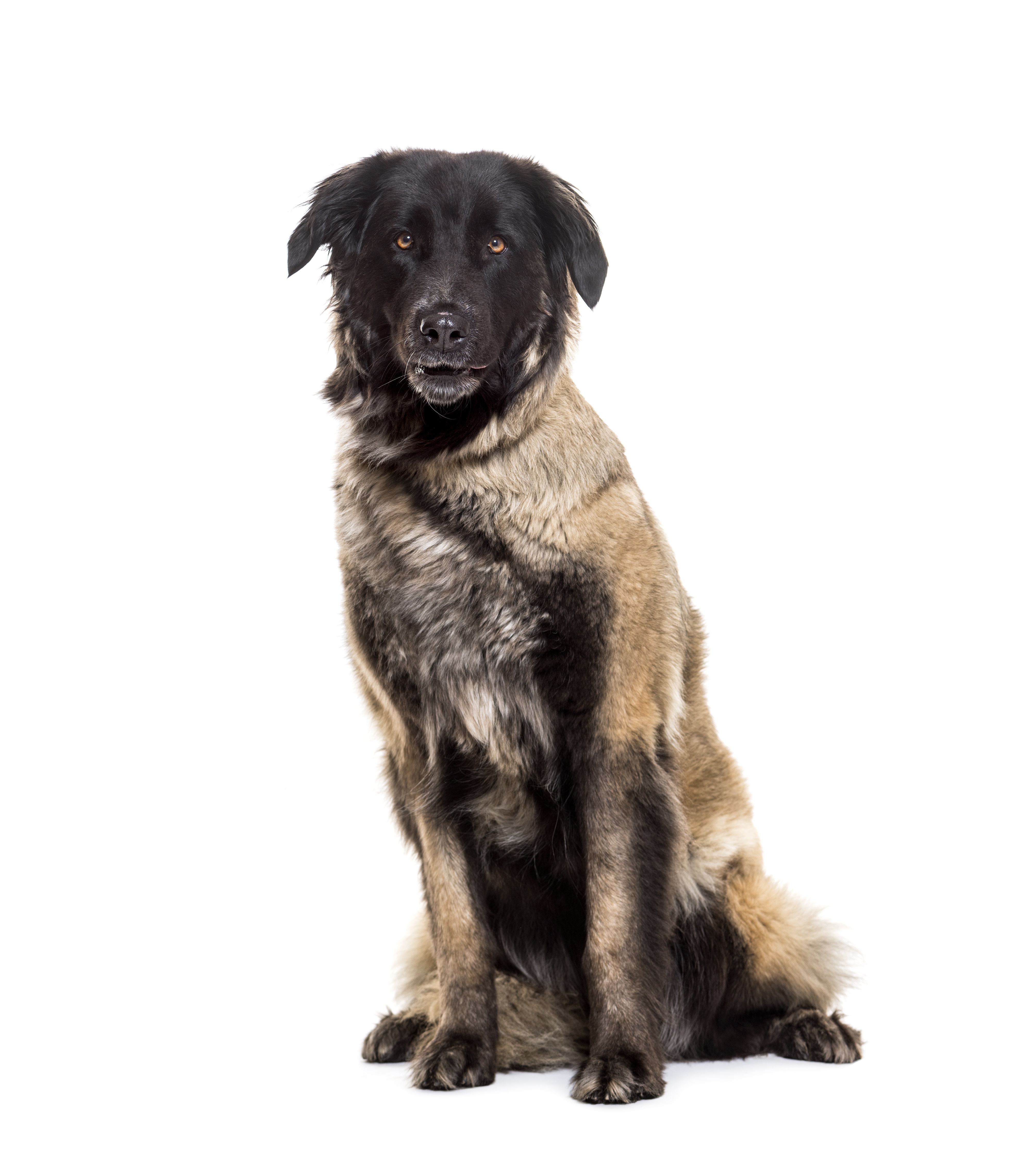 Estrela Mountain Dog Breed Pictures, Characteristics, & Facts