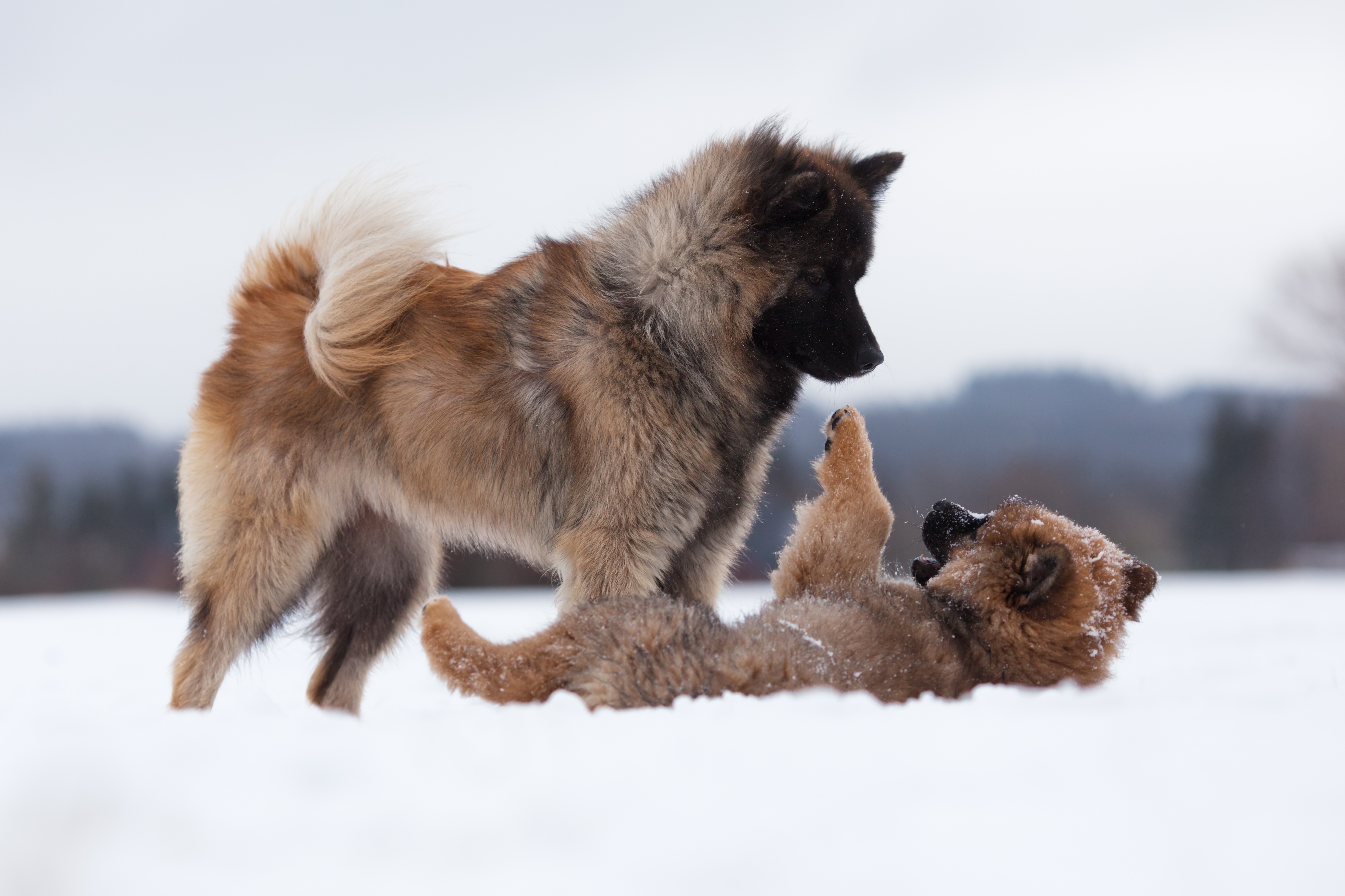 Eurasier Dog Breed Pictures, Characteristics, & Facts