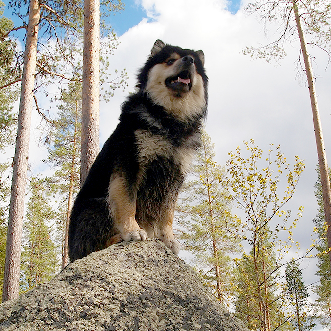 Finnish Lapphund Dog Breed Information, Pictures, Characteristics ...