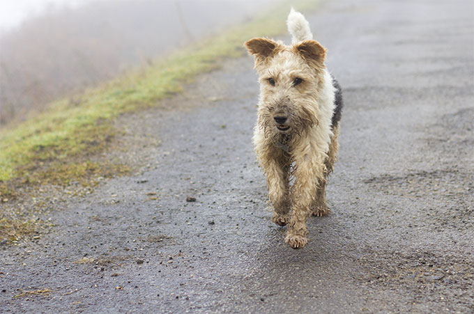 Fox Terrier Dog Breed Information, Pictures, Characteristics & Facts ...