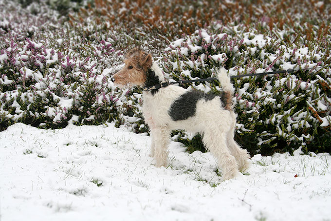 Fox Terrier Dog Breed Information, Pictures, Characteristics & Facts ...
