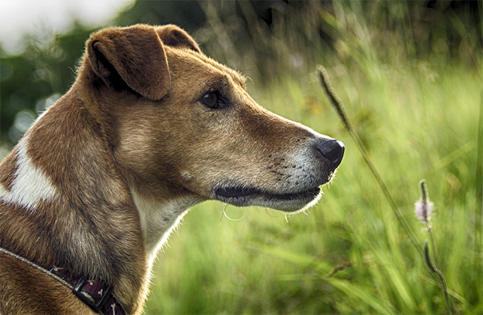Fox Terrier Dog Breed Information, Pictures, Characteristics & Facts ...