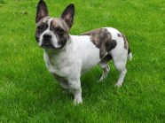 French Bulldog Chihuahua Mix French Bulldog Chihuahua Mix