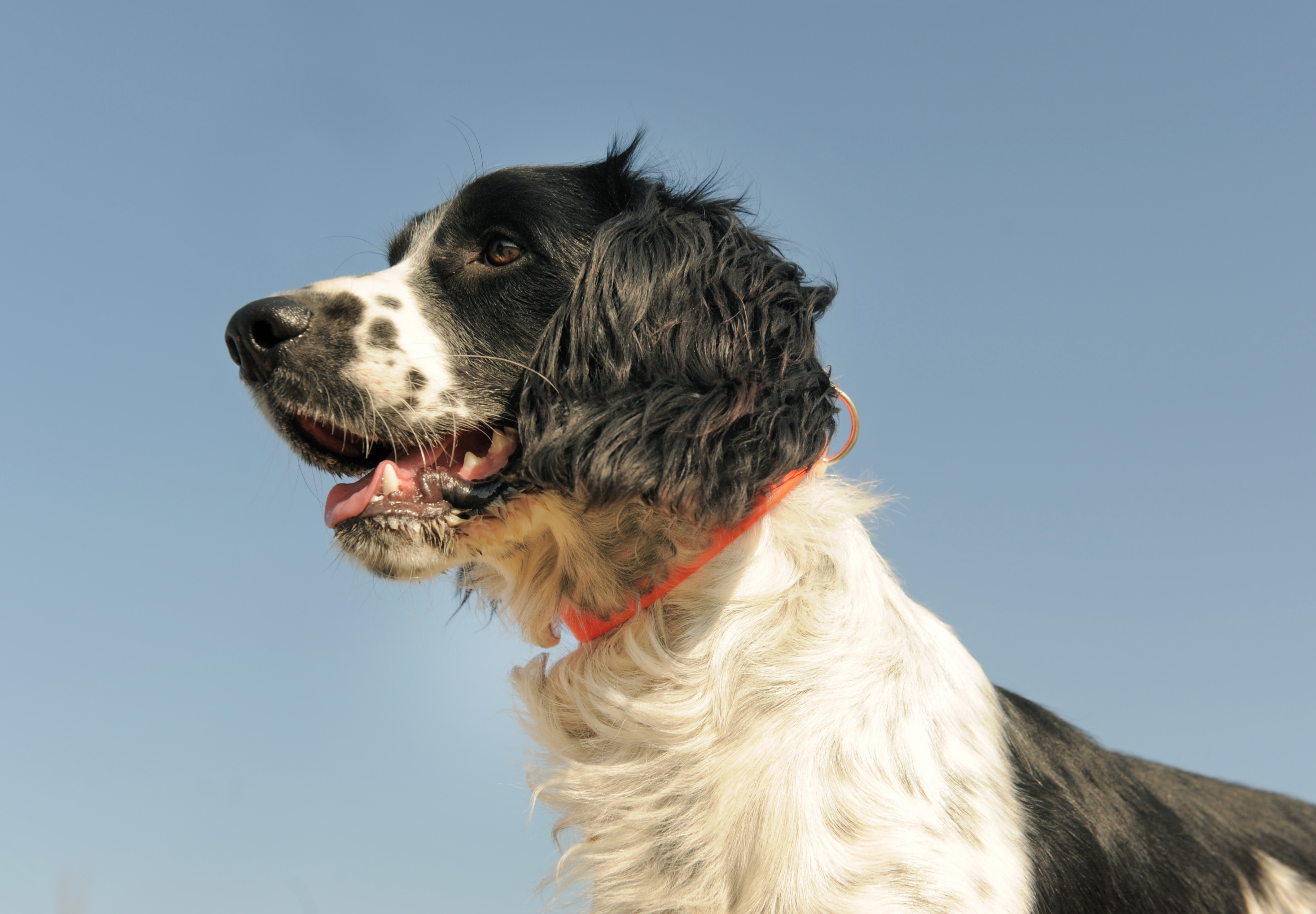French Spaniel Dog Breed Pictures, Characteristics, & Facts