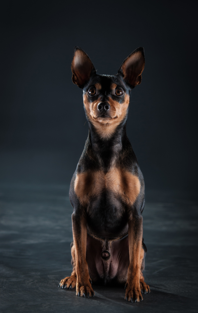 German Pinscher Dog Breed Information, Pictures, Characteristics ...