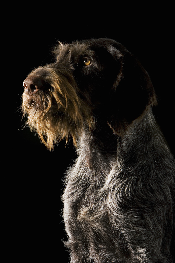 German Wirehaired Pointer Dog Breed Information, Pictures ...
