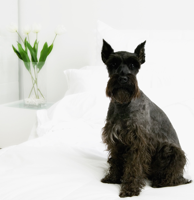 Giant Schnauzer Dog Breed Information, Pictures, Characteristics ...