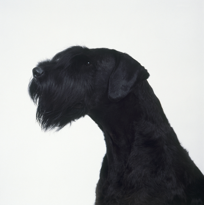 Giant Schnauzer Dog Breed Information, Pictures, Characteristics ...