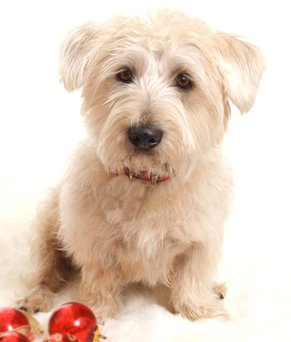 Glen of Imaal Terrier Dog Breed Information, Pictures, Characteristics & Facts – Dogtime