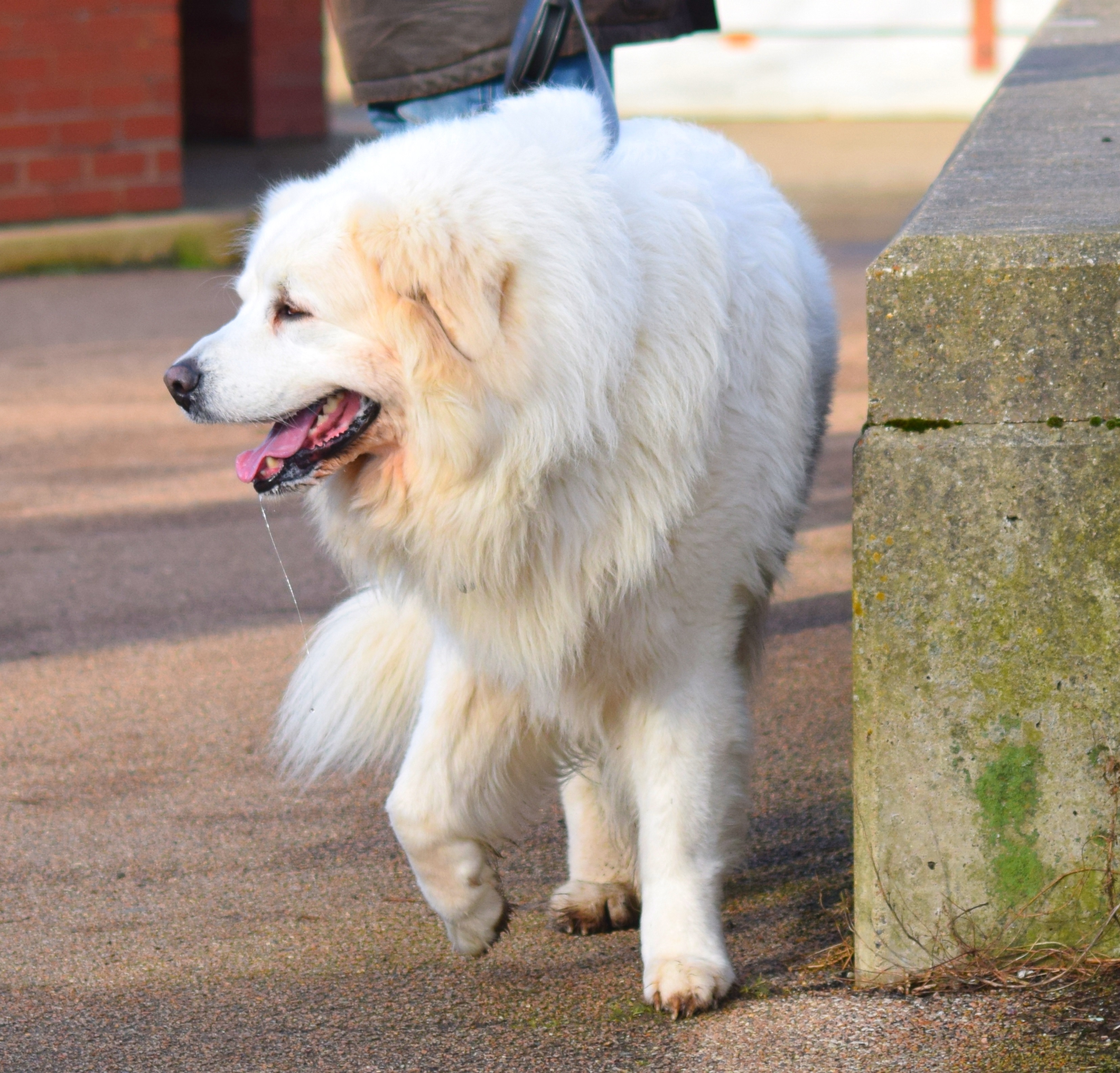 Golden Mountain Dog Mixed Dog Breed Pictures, Characteristics, & Facts