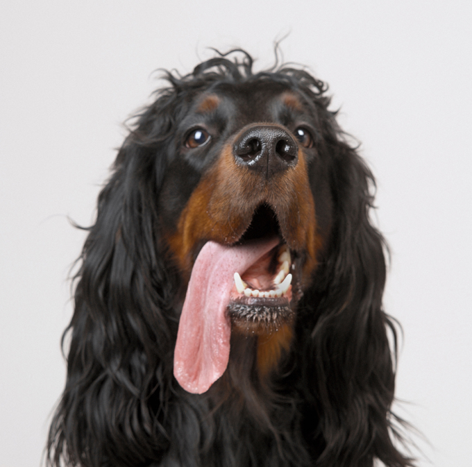 Gordon Setter Dog Breed Information, Pictures, Characteristics & Facts ...