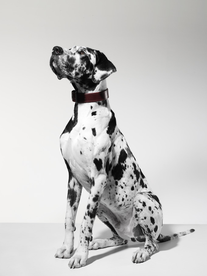 Great Dane Dog Breed Information, Pictures, Characteristics & Facts ...